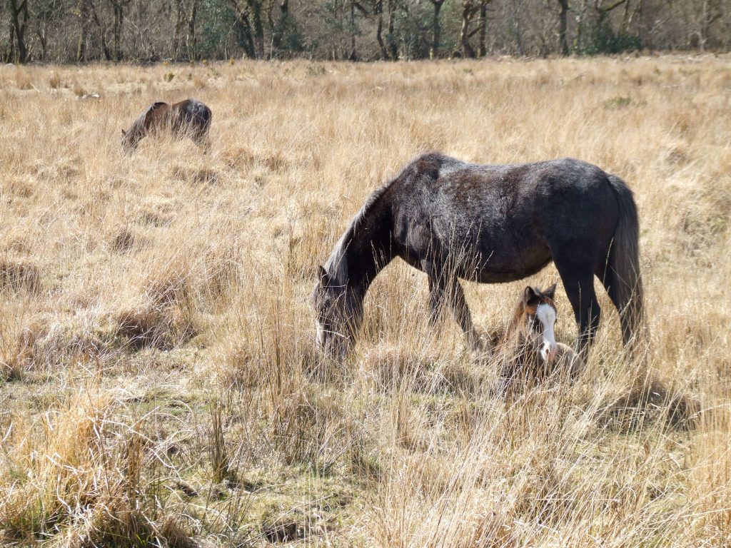 Gower Commons Initiative – Gower Commons