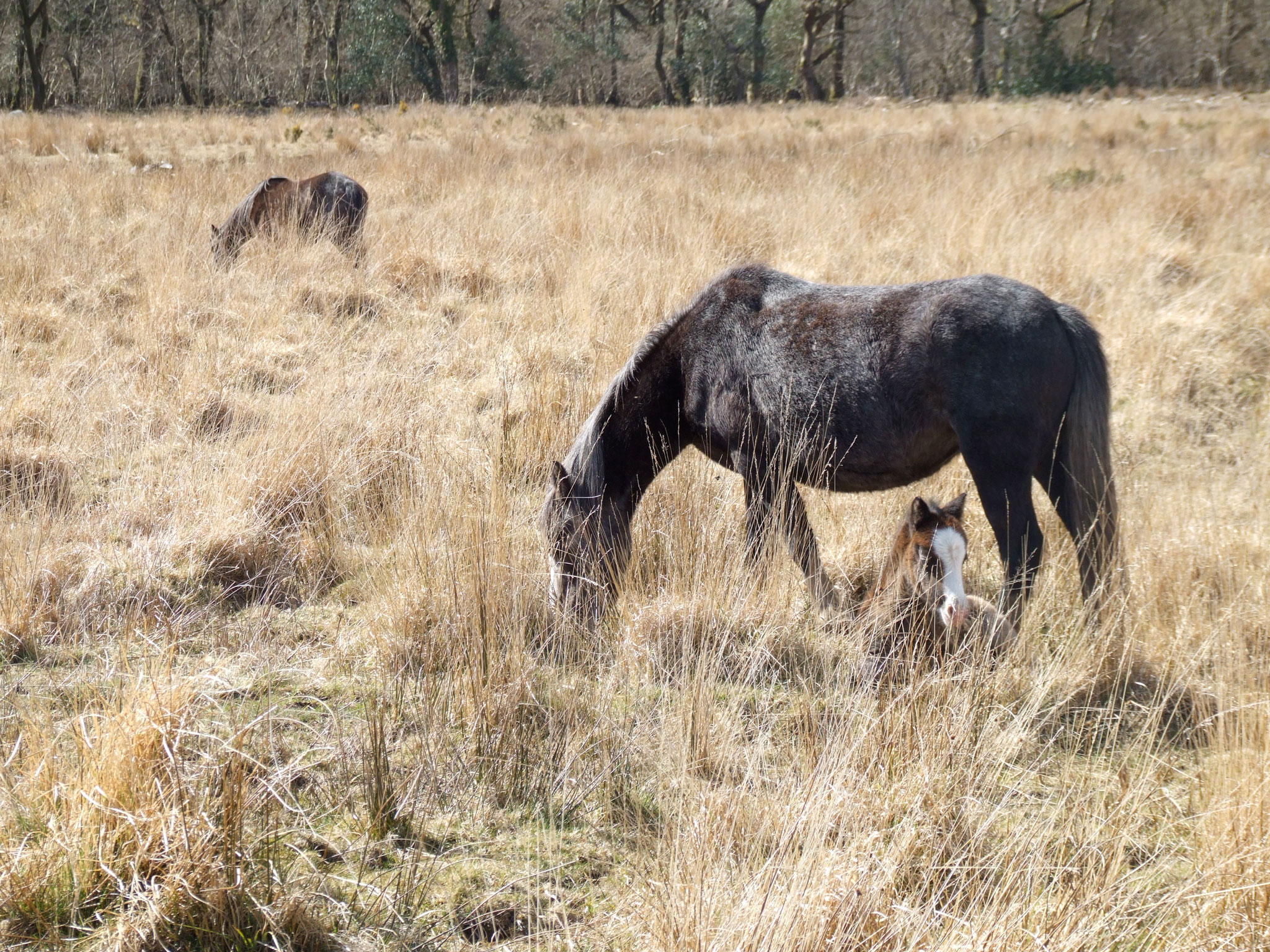 Grazing – Gower Commons