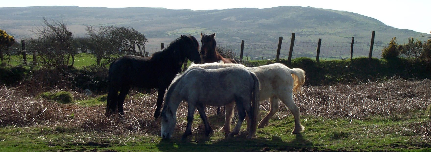 Gower Commons Initiative – Gower Commons